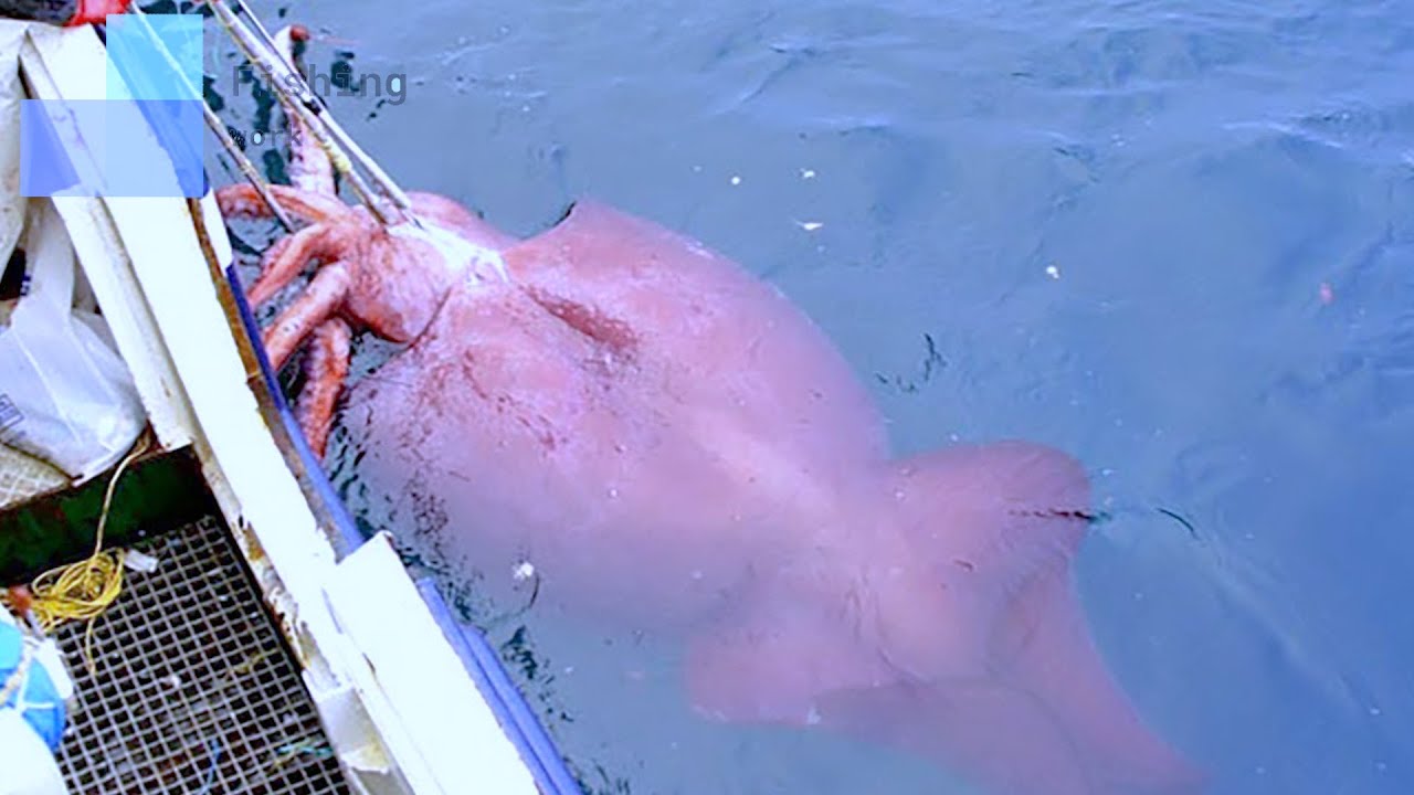 Amazing Traditional Big Squid Fishing Skill || SUPER LARGE Squid ...