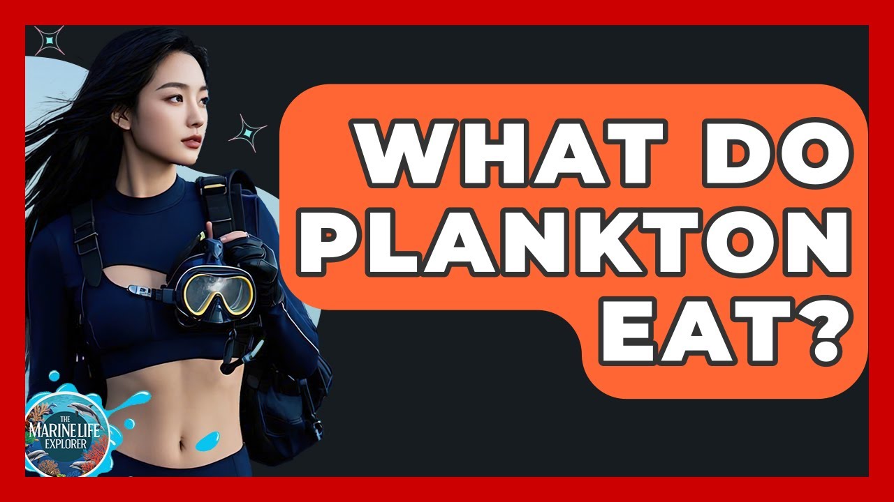 What Do Plankton Eat? - The Marine Life Explorer - YouTube