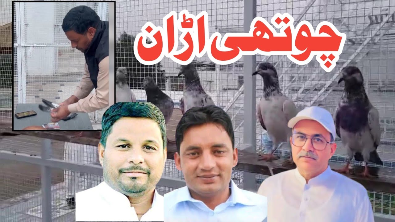4th Uran Baby Pigeons ||Ustad Ashiq Hussain ||Pakistan Pigeons Club ...
