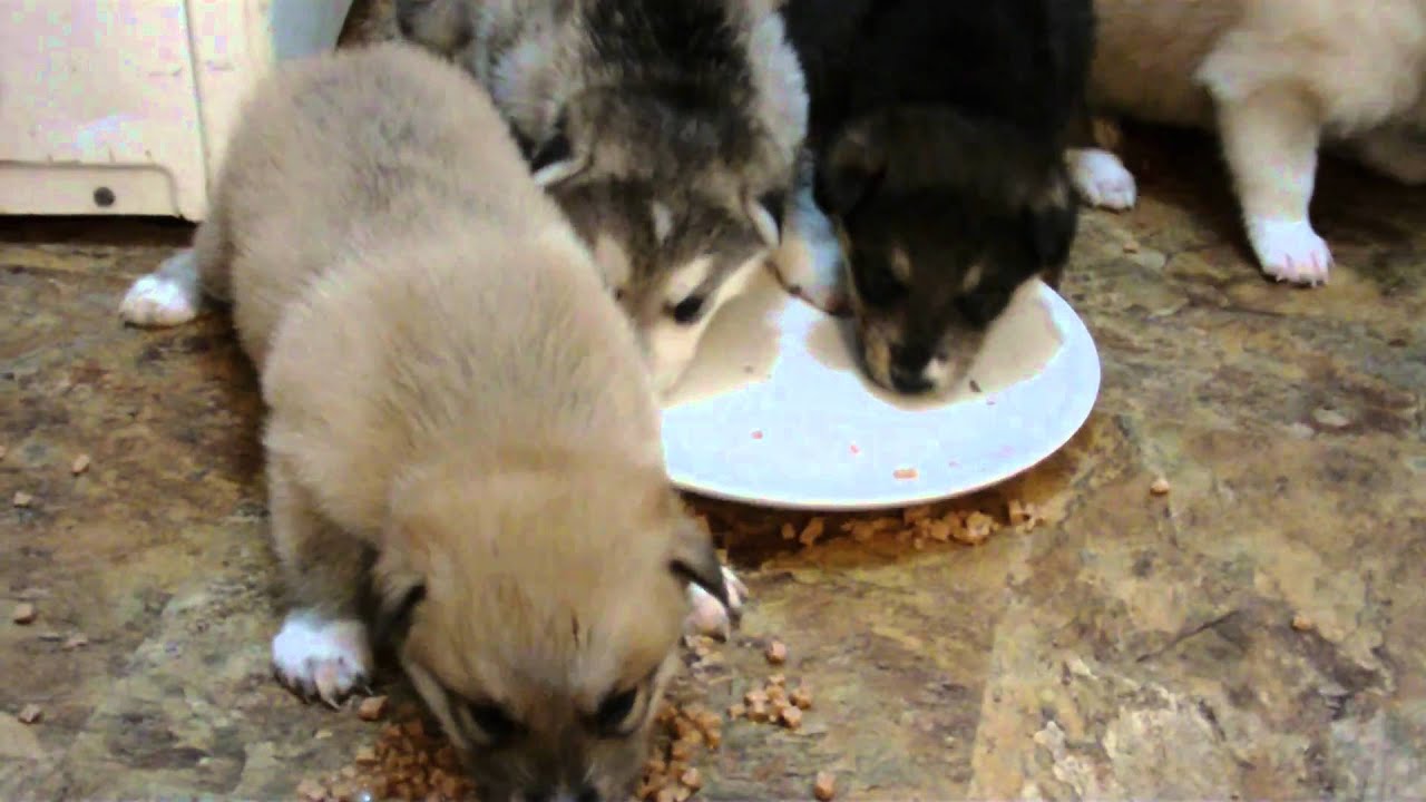 wolf puppies at 3 weeks eating, and playing - YouTube