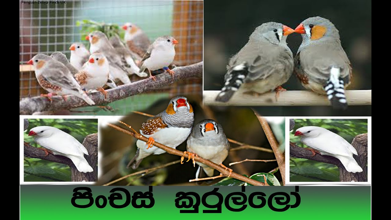 Finchas birds# ලස්සනට තියන finchas කූඩුවක් බලන්නකෝ - YouTube