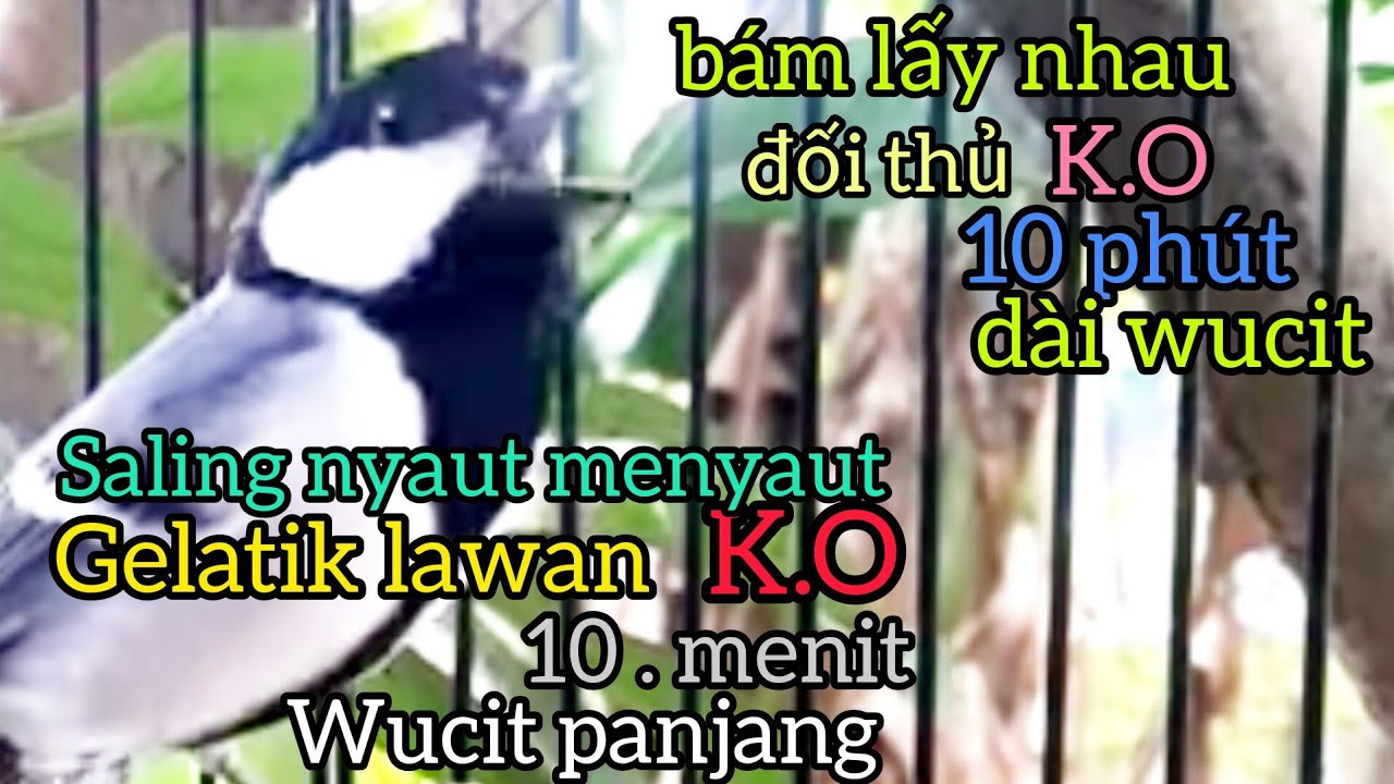 GELATIK BATU GACOR | Pancingan gelatik batu PALING AMPUH || bikin ...