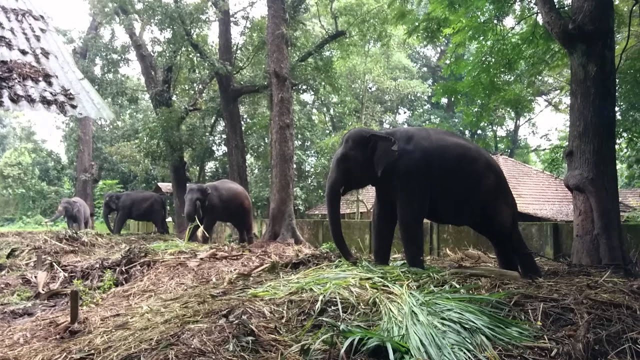 Elephant training center at kodanadu in India - YouTube