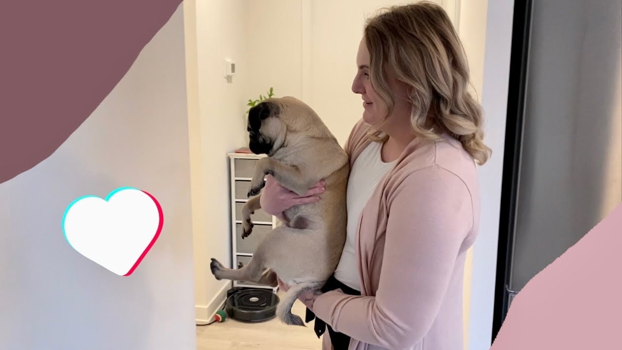 Pug Tries Viral Tiktok “Wall Challenge” - YouTube