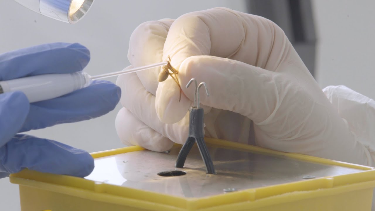 Soro antiveneno reduz risco de necrose em pessoas picadas pela aranha ...