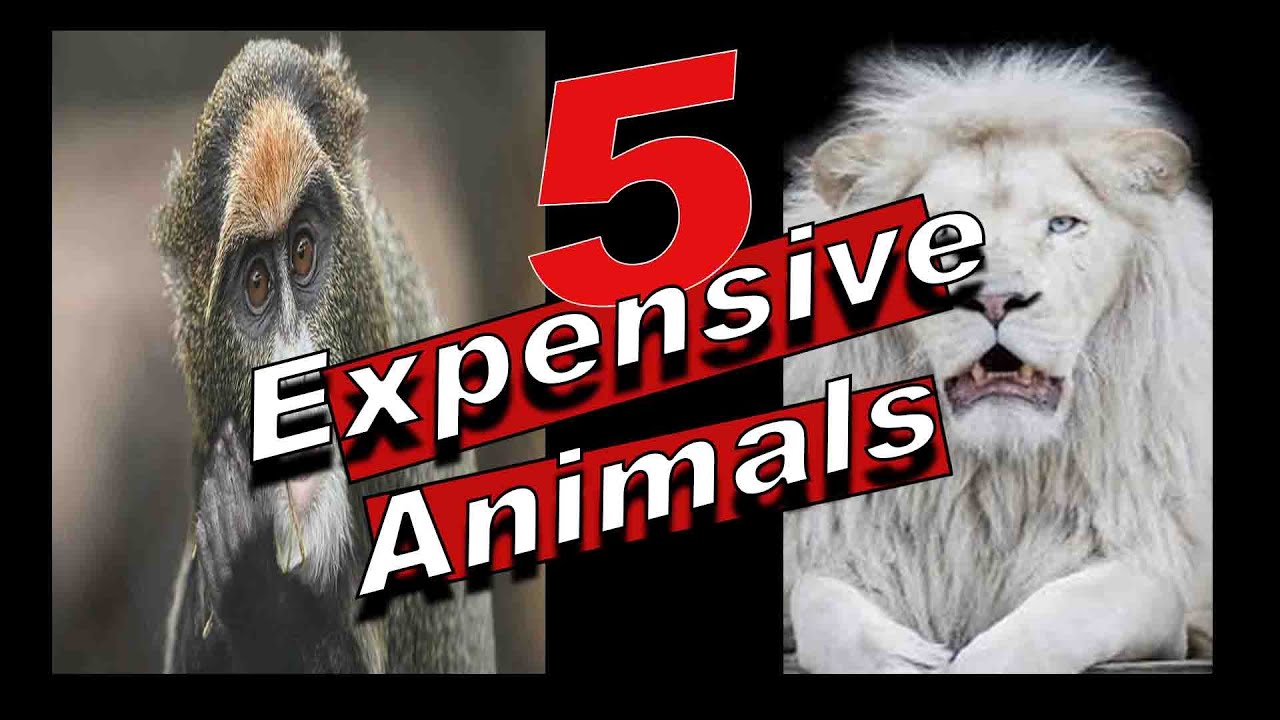 5 Most Expensive Animals In World 🌎 دنیا کے مہنگے ترین جانور - YouTube