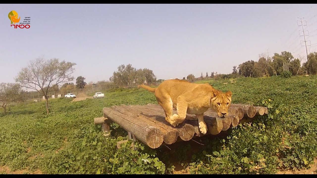 Safari closeups from the Lions' den - YouTube