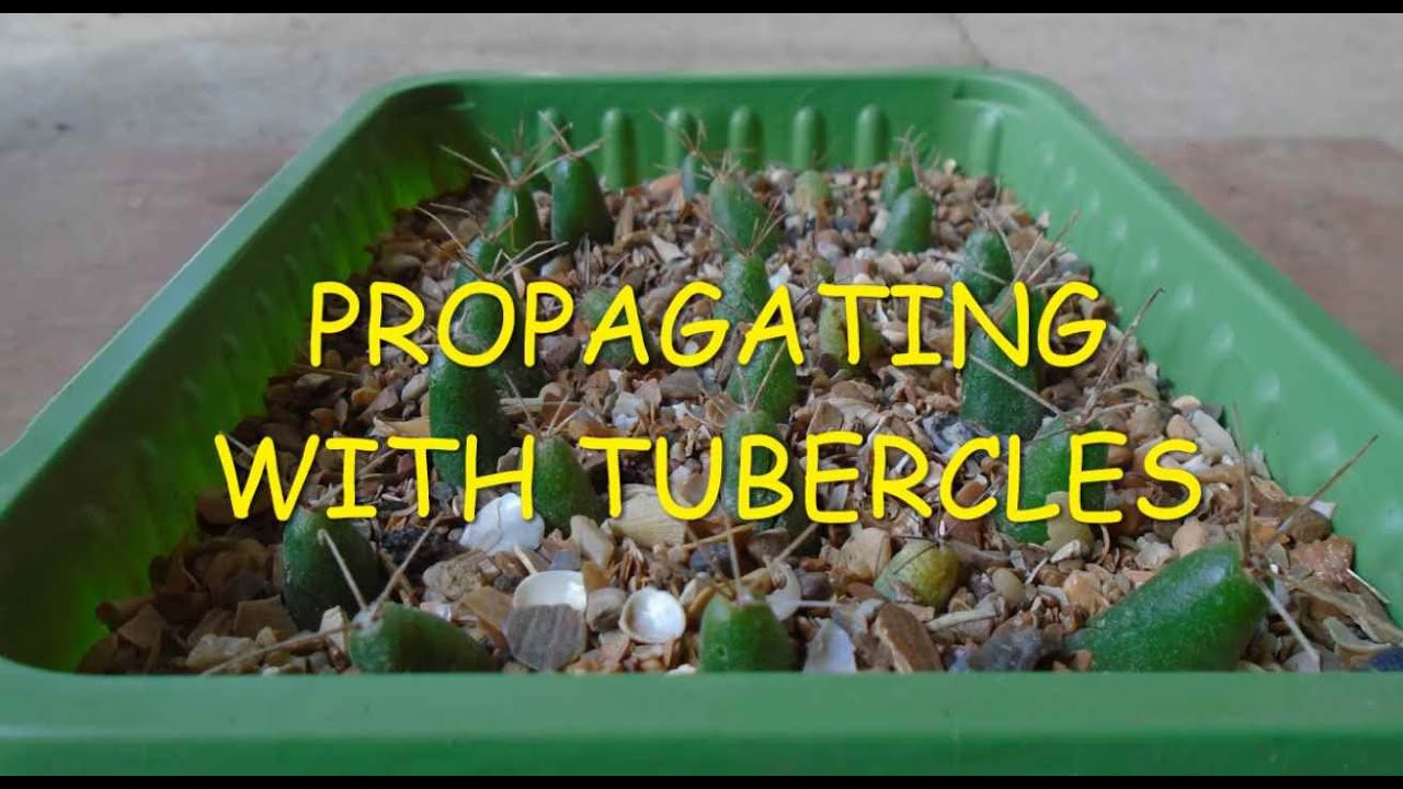 How to propagate cactus from Tubercles 🌵🌵🌵 - YouTube