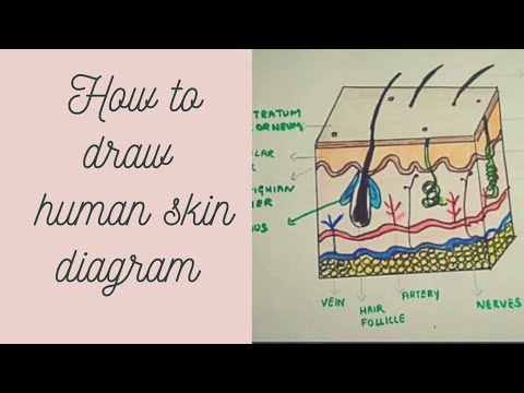 HOW TO DRAW DIAGRAM OF HUMAN SKIN EASILY || Step by Step . - YouTube