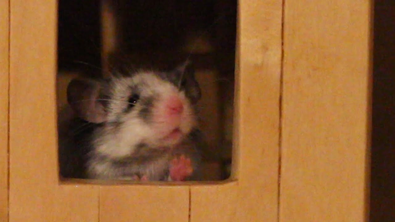 The Mouse Castle - YouTube