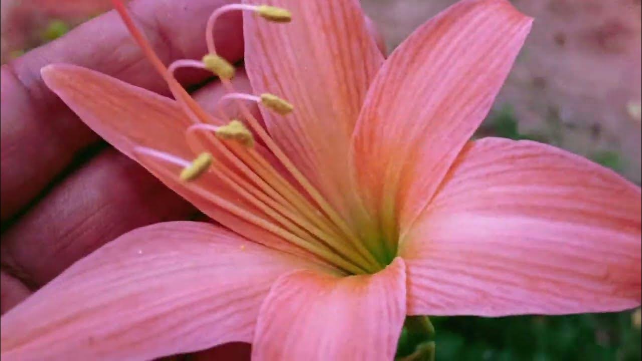 HOW TO GROW 🪴 LILLY FLOWER 🌺 Garden Plant Lilly flower // Rdvlog daily ...