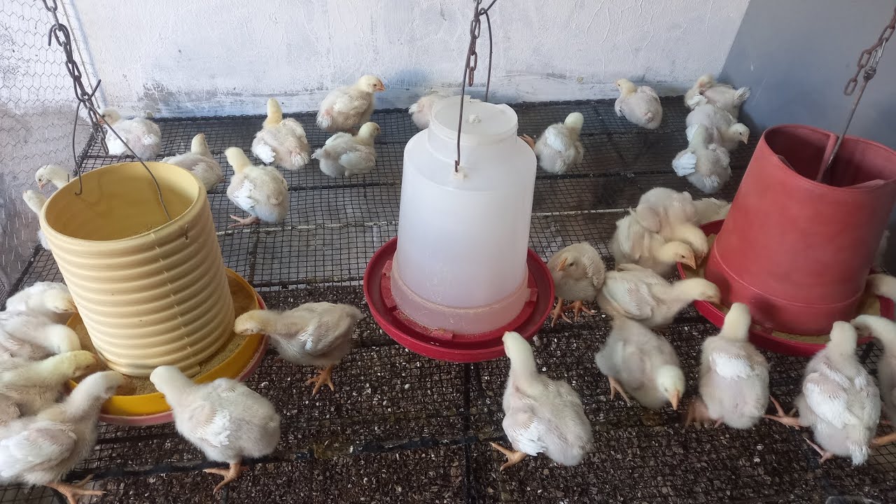galpón de pollos criando pollos de engorde Cómo tener a Tus pollo de ...
