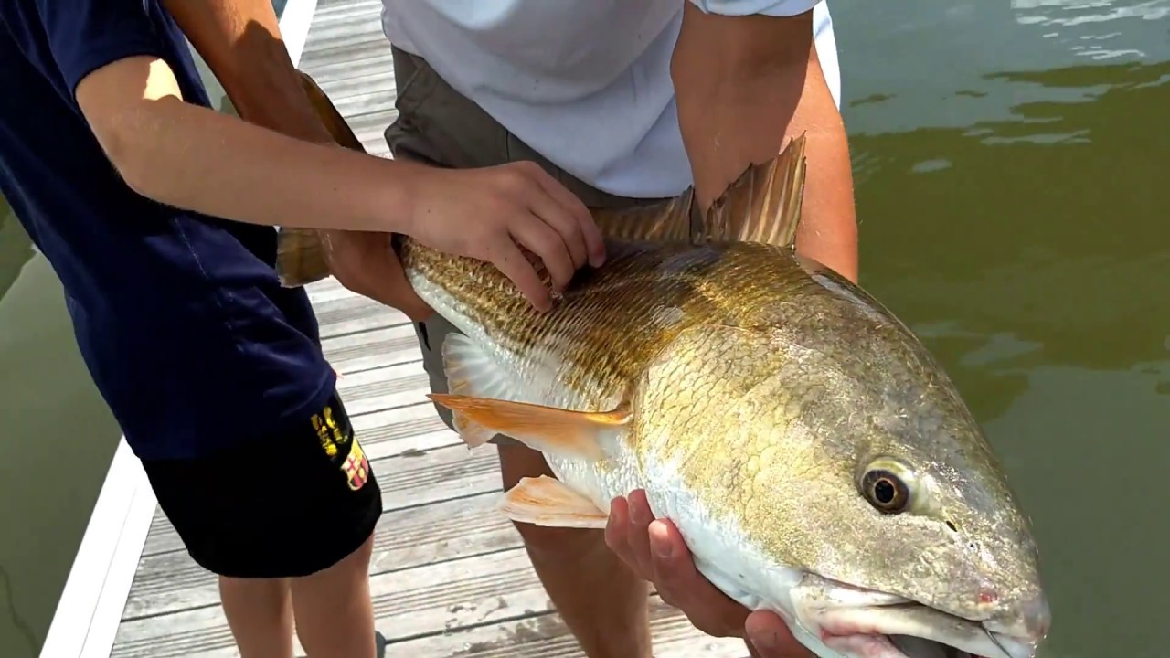 CATCHING MASSIVE REDFISH In Orange beach - YouTube