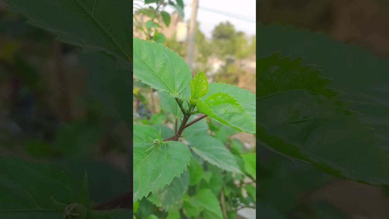 #gardeningideas #plants gurhal Jada philosophy ke - YouTube