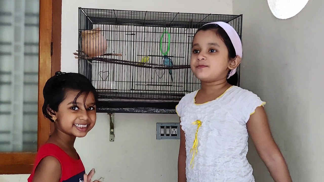 ## MIMA's world of colours ## with budgies ## love birds ## 🐦🦜🐦🦜 - YouTube