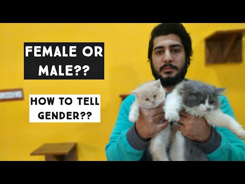 Male or female Kitten | How to tell Gender of Cat & Kitten - YouTube