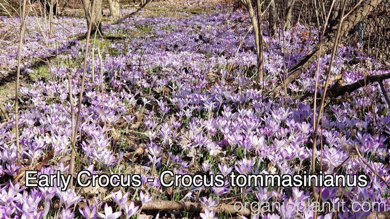 Early Crocus Crocus tommasinianus | Organic Plant It - YouTube