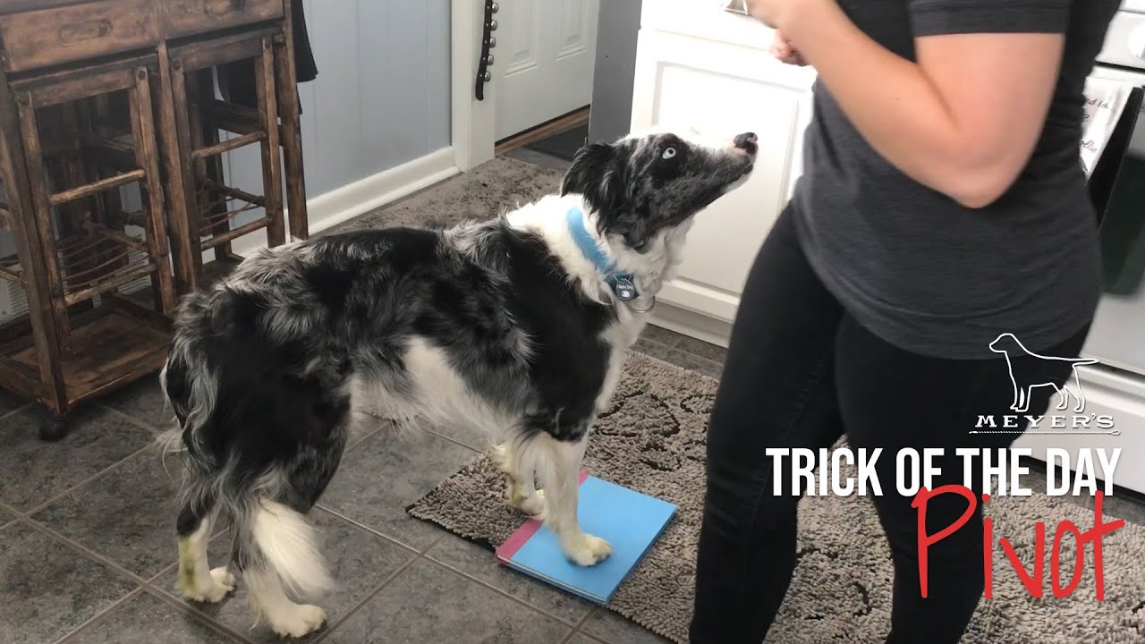 Teach Your Dog to Pivot - YouTube