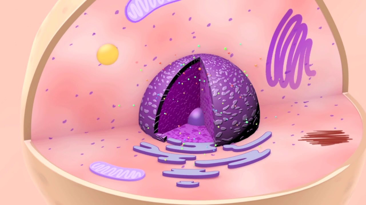 Forever Young BBL Animation - YouTube