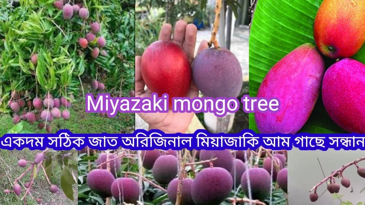 Miyazaki mongo tree || কদম সঠিক জাত অরিজিনাল মিয়াজাকি আম গাছে সন্ধান ...