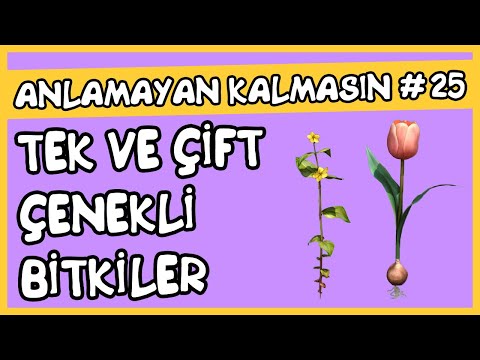 Anlamayan Kalmasın #25 Tek Çenekli ve Çift Çenekli Bitkiler