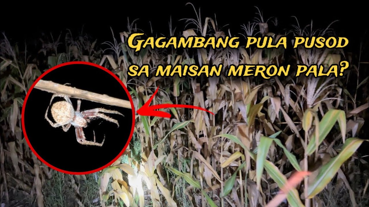 GAGAMBANG BISAYA O PULA PUSOD SA MAISAN MERON PALA? - YouTube