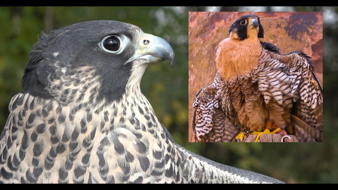 Falconry: Peales vs Anatum Peregrines - YouTube