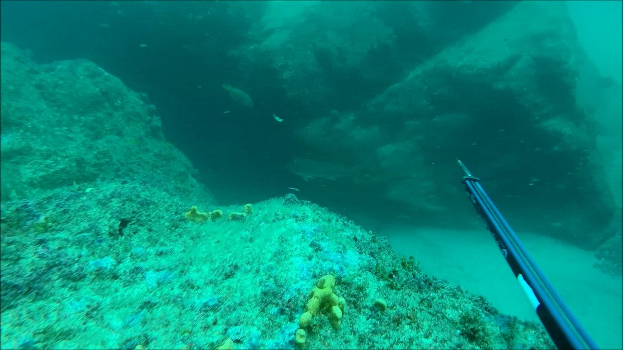 Spearfishing Jewfish In Clear Water With Whales Singing - YouTube