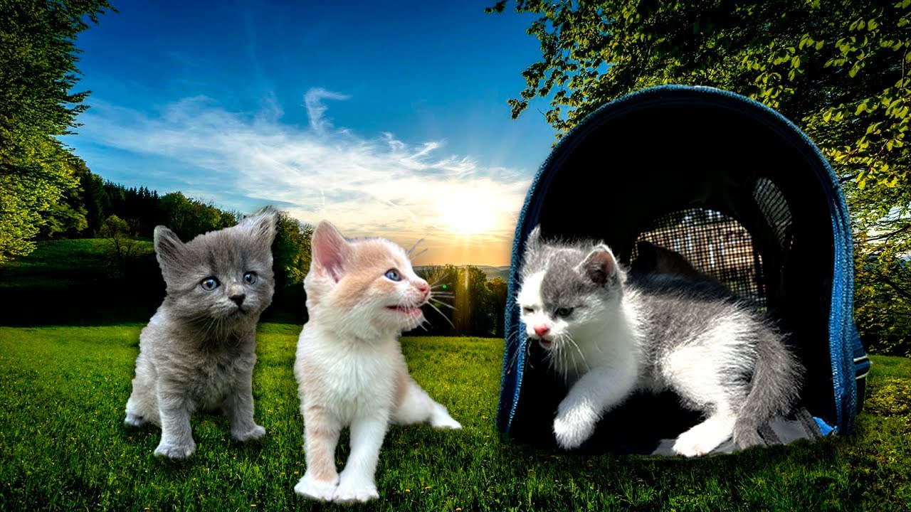 Three cute kittens jump and play together - YouTube