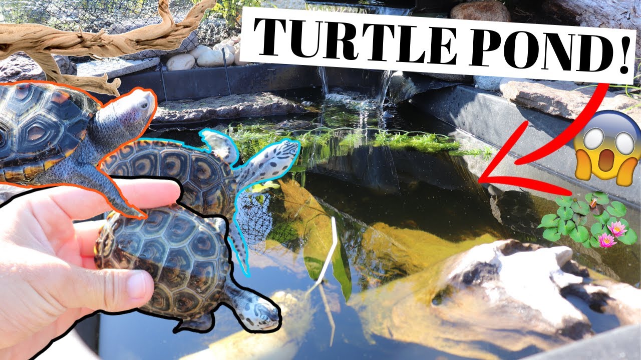 *MINI* BABY TURTLE POND!!! - YouTube