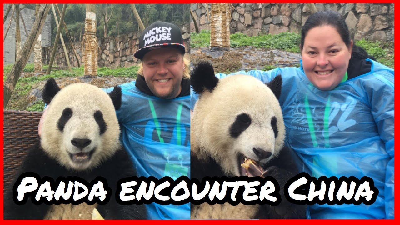 Panda encounters in China! - YouTube