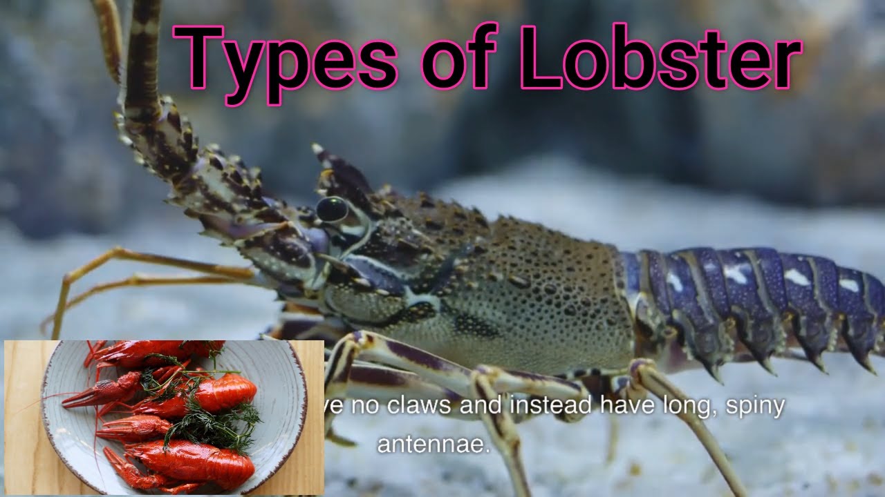 Types of Lobster - YouTube