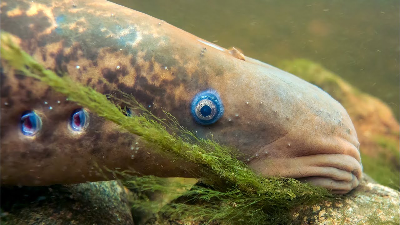 Sea Lampreys spawning at Castleconnell, June 2022 (4K) - YouTube