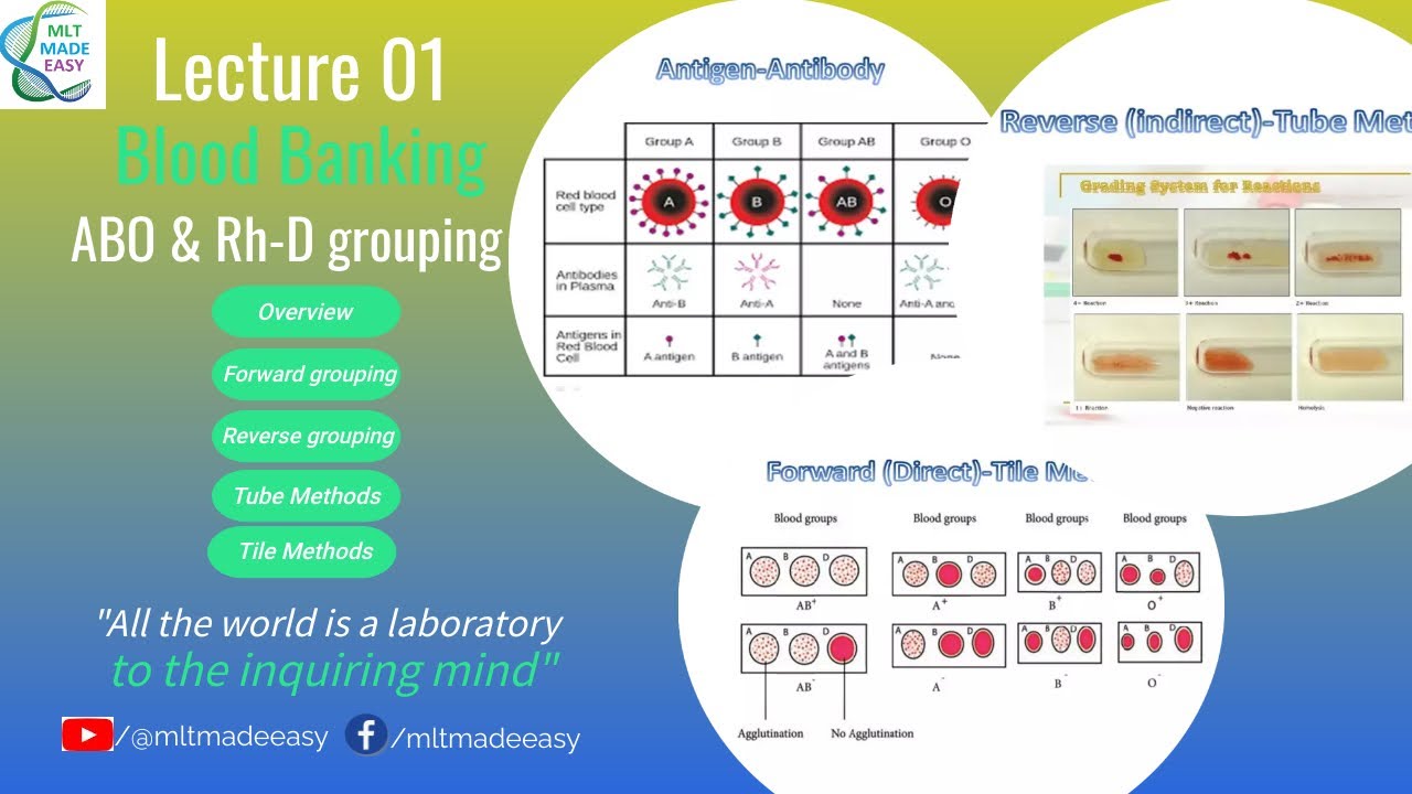 ABO & Rh D Blood Grouping: Everything You Need to Know - YouTube