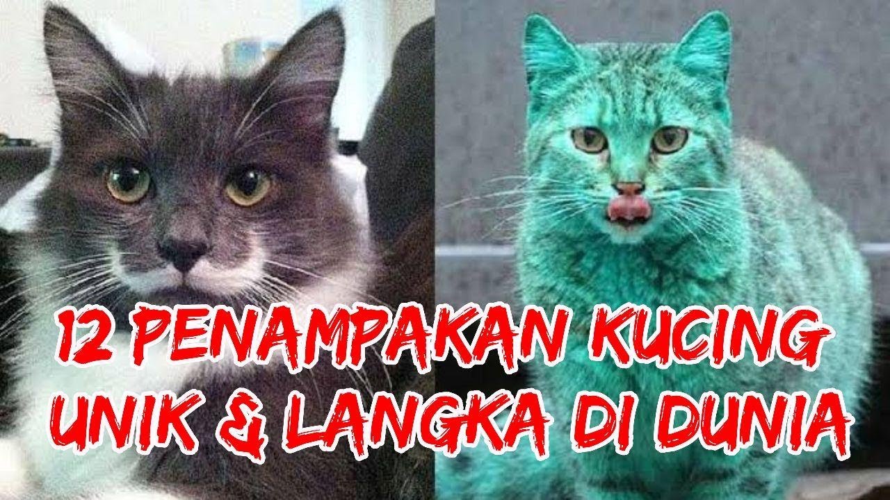 12 KUCING UNIK DAN LANGKA DI DUNIA : ADA TIDAK BERBULU, KERDIL TAPI ...
