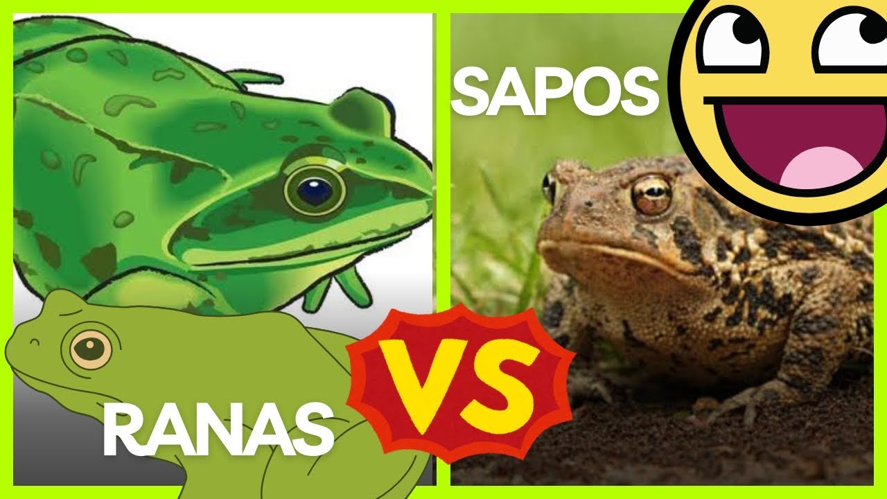 DIFERENCIA ENTRE RANAS Y SAPOS 🐸🐸 - YouTube