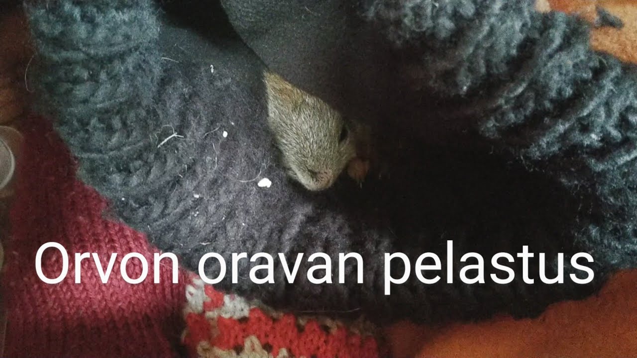 orvon oravan pelastus - YouTube