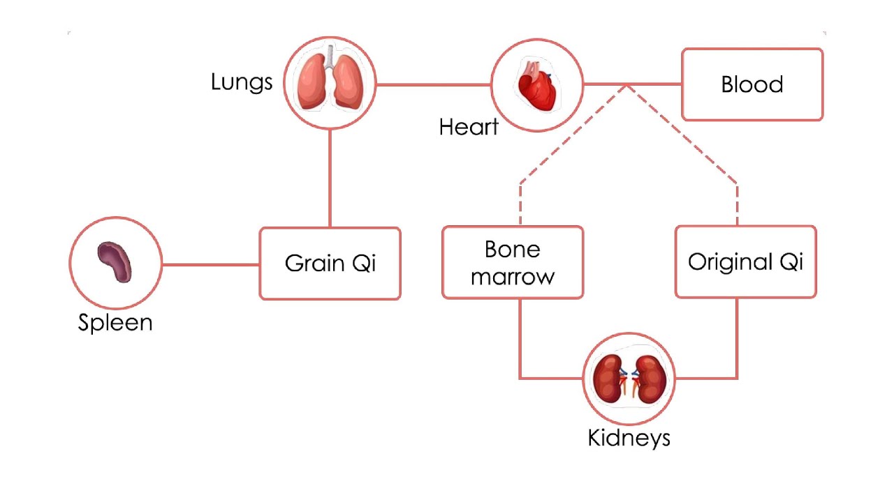 BASIC CONCEPT AND FORMATION OF TCM BLOOD - YouTube