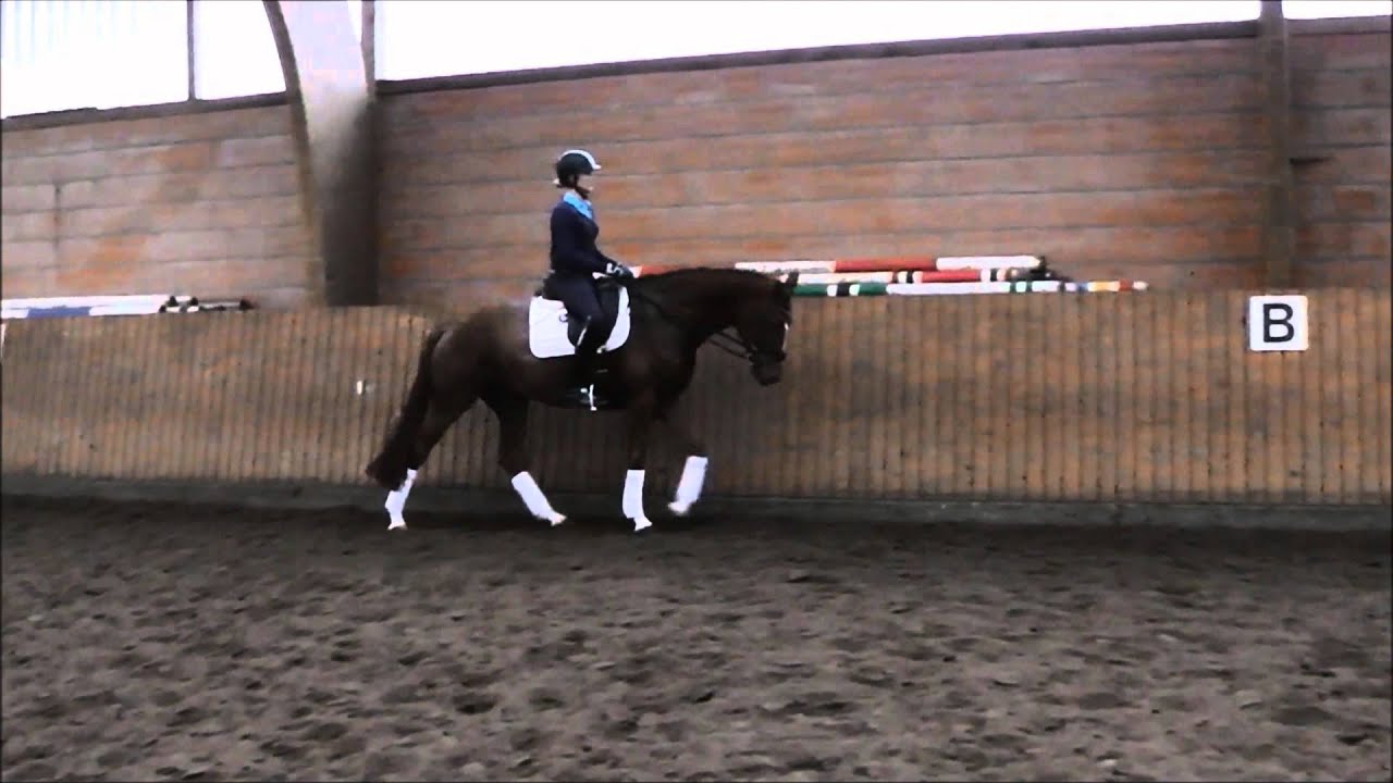 Dressurpferd zu verkaufen / Dressage Horse for sale - YouTube