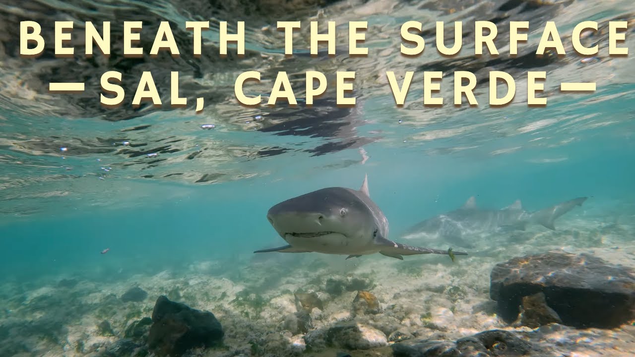 Beneath the Surface: Baby Lemon Sharks and Snorkeling in Sal, Cape ...