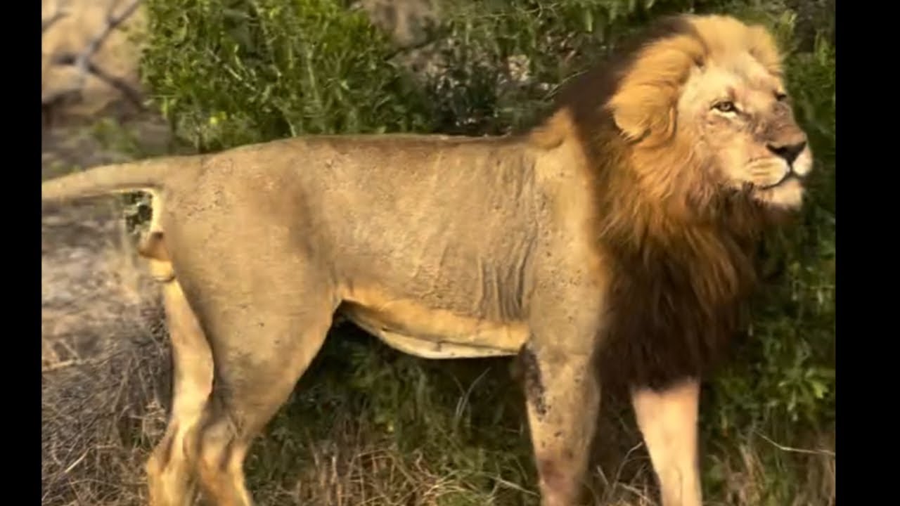 Robust Muscular Male Lion on Patrol | Ndhzenga Male | Sabi Sands | 12 ...