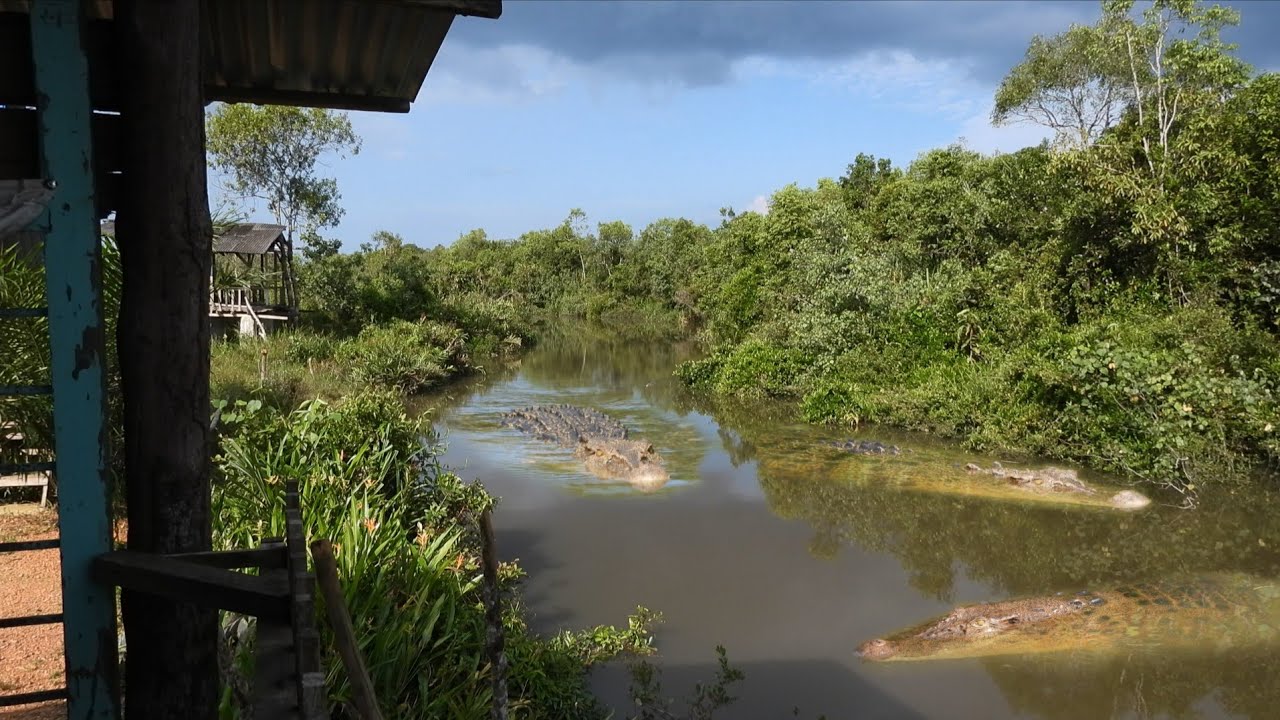 Lihatlah buaya ini digoda buaya lain ternyata buaya hewan paling setia ...