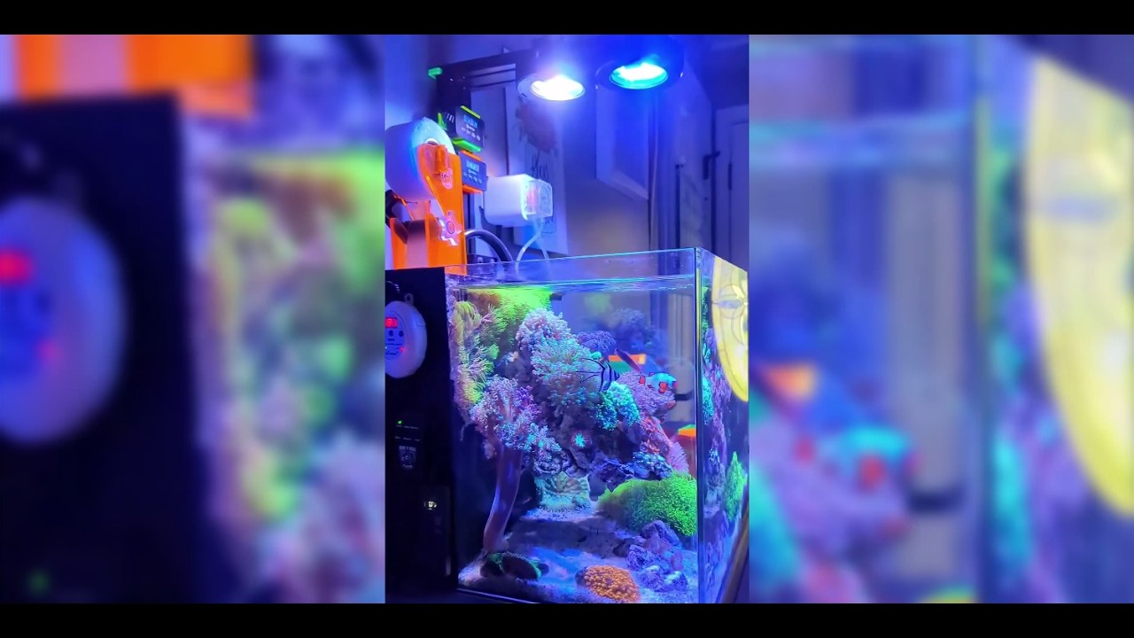 20g Nano Aquarium Pumped Full Of Coral | MK Reefs Loves Pixels - YouTube