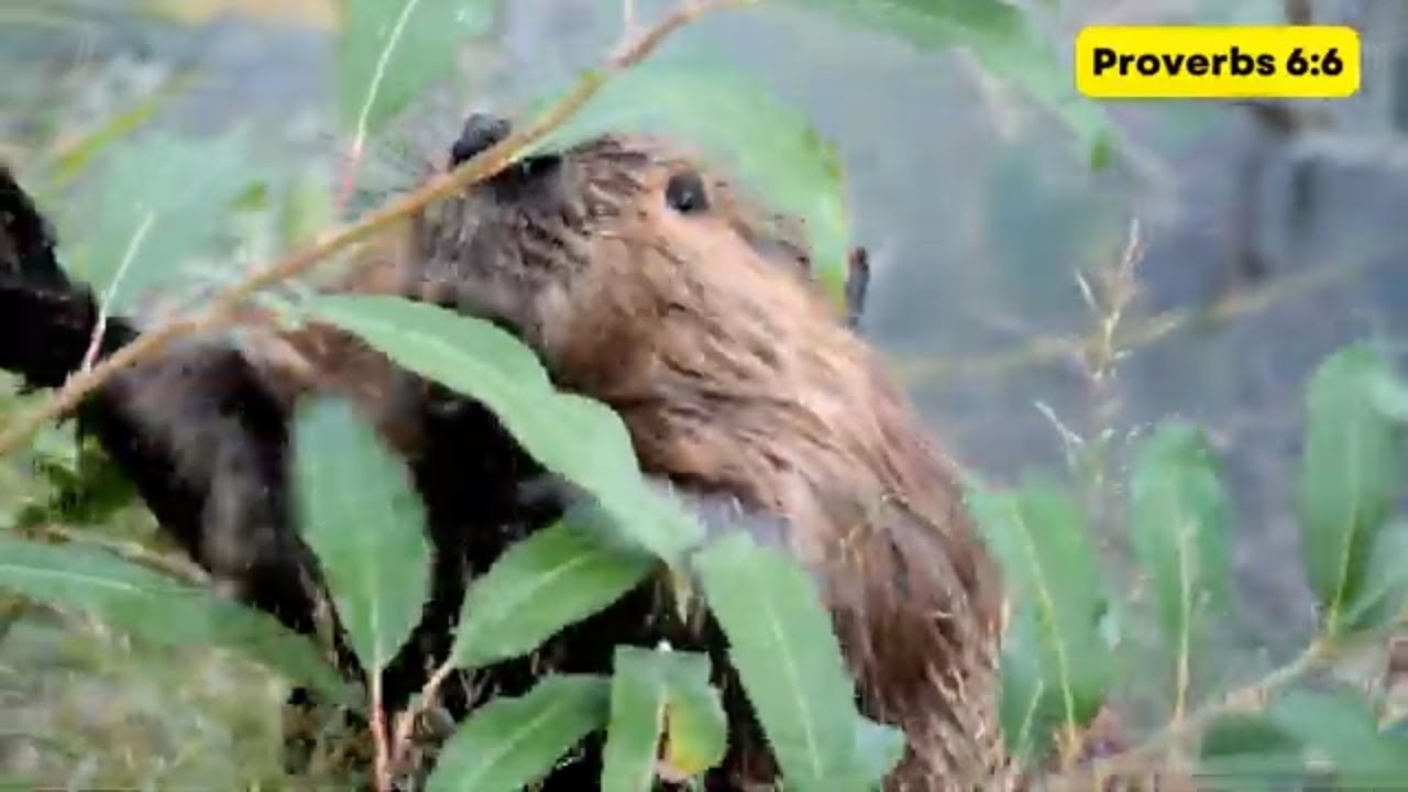The Untold Secrets of Beavers Revealed! - YouTube