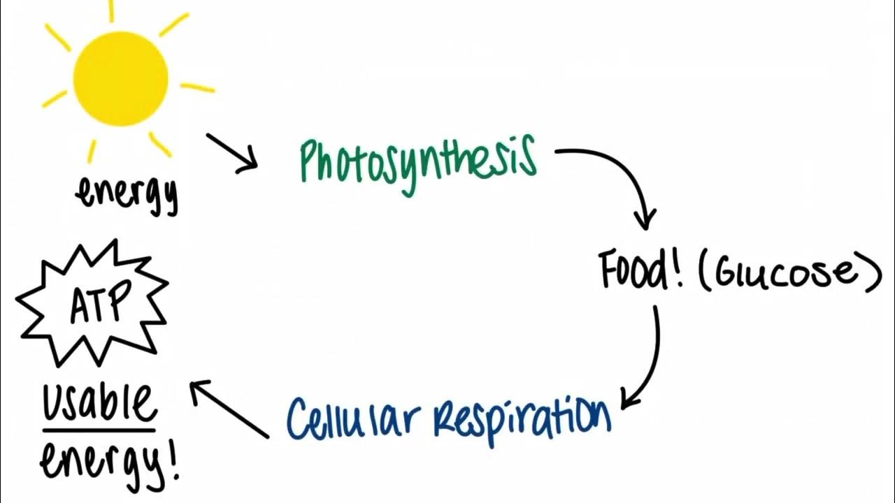 Biology 1104 Project: Misconception about Cellular Respiration - YouTube