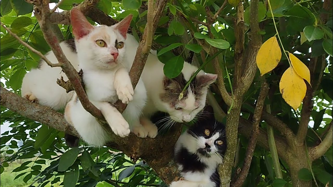 THREE FUNNY CAT - BILLI KARTI MEOW MEOW - CUTE KITTEN CAT - LULU THE ...