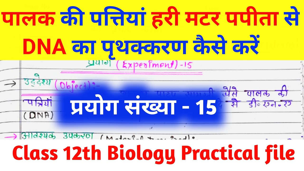 पालक की पत्तियां हरी मटर पपीता से DNA का पृथक्करण कैसे करें | 12th ...