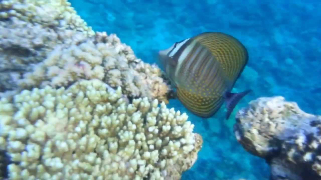 Sharm El Sheikh Snorkelling (Hilton Resort, Sharks Bay) - YouTube