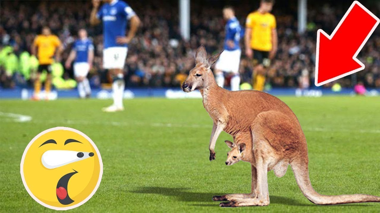 7 Rare Animals Entering the Football Field (PART 2) - YouTube