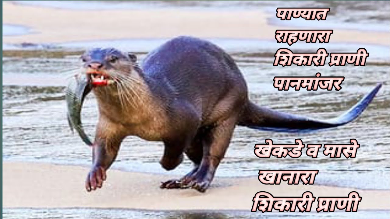 पानमांजर प्राणी माहिती!PanManjar Mahiti! उदबीलाव जाणकारी!Otter Animal ...